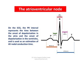 Conduction System of the Heart | PPTX