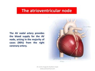 Conduction System of the Heart | PPTX