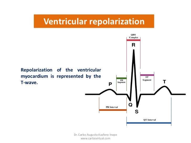 Conduction System of the Heart