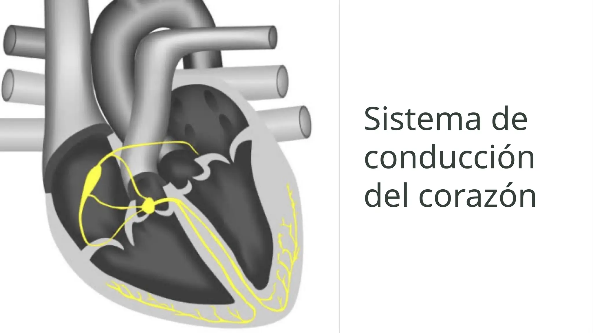 Sistema de conducción, irrigación y inervacion del corazón .pptx