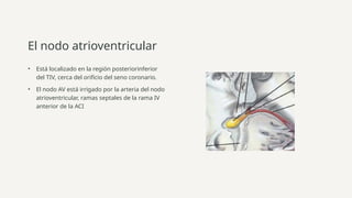 Sistema de conducción, irrigación y inervacion del corazón .pptx
