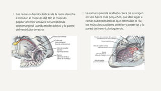 Sistema de conducción, irrigación y inervacion del corazón .pptx