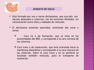 Sistema de endomembrana | PPT