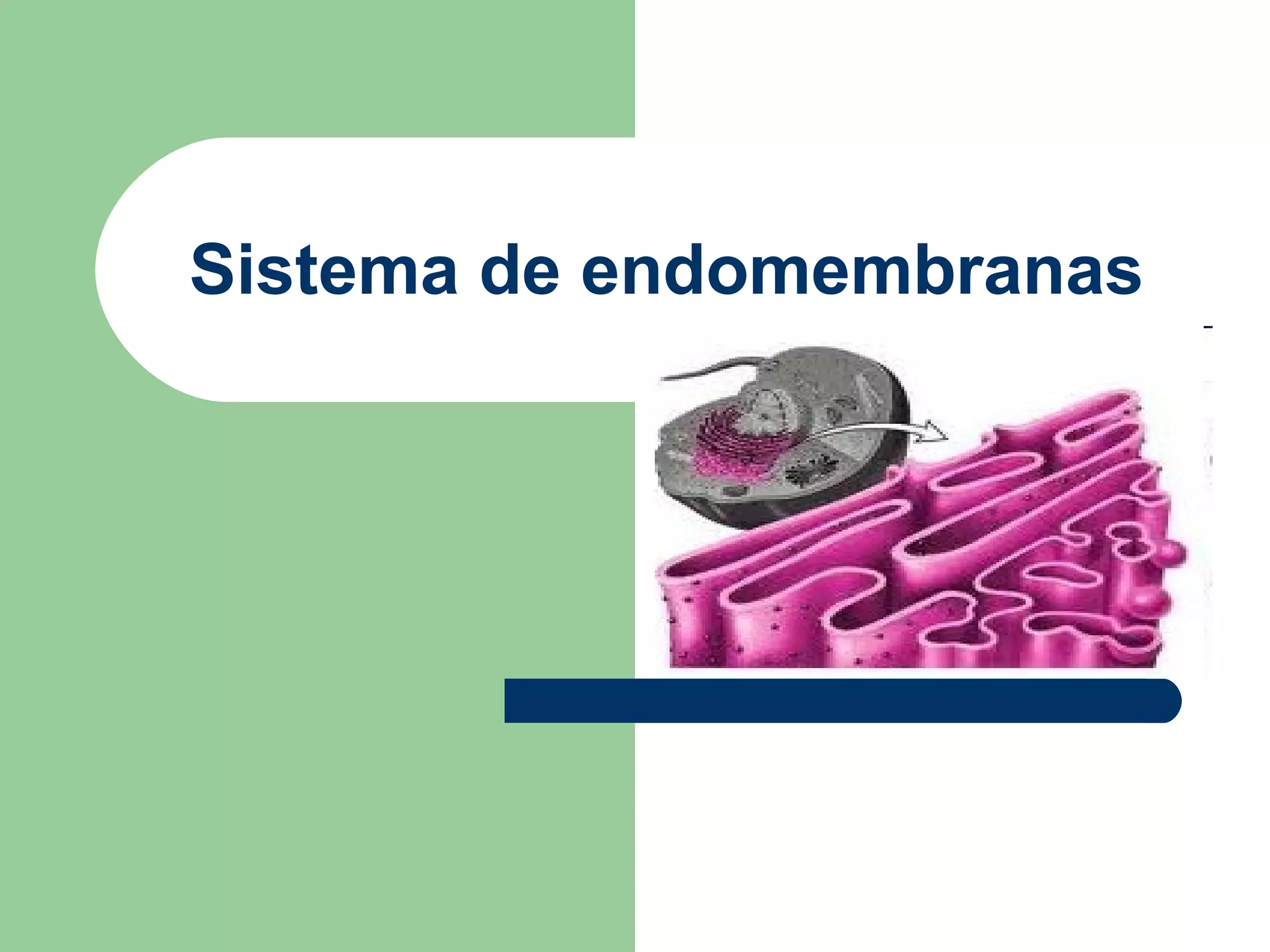 Sistema de endomembranas | PPT
