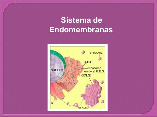 Sistema De Endomembranas PPT - Sistema de Endomembranas PowerPoint ...