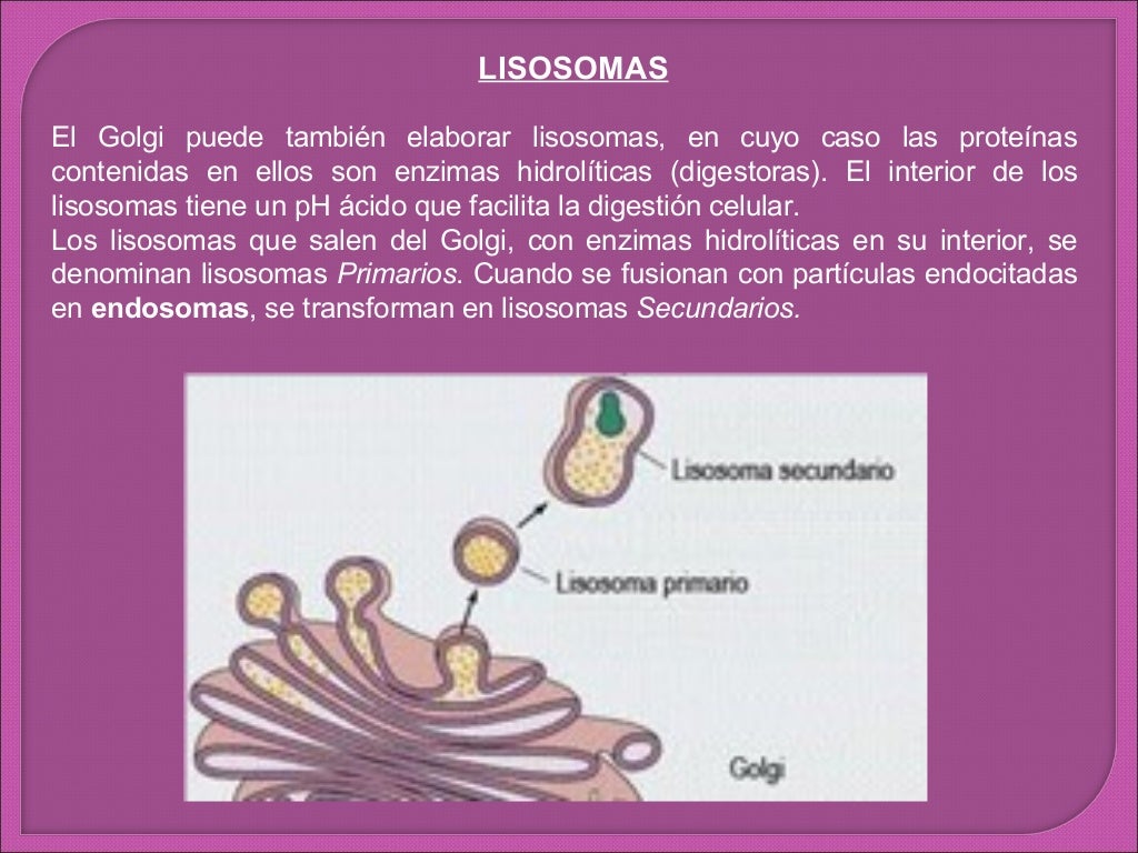Sistema De Endomembranas PPT - Sistema de Endomembranas PowerPoint ...