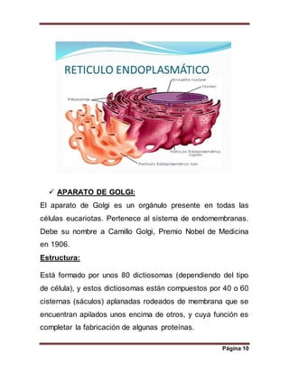 Sistema de endomembranas | DOCX