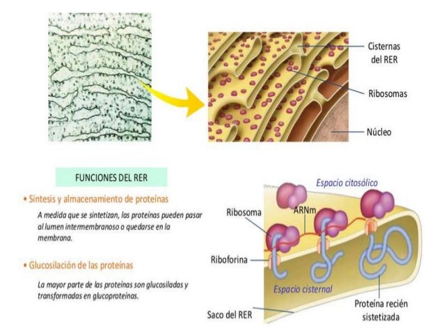 Sistema De Endomembranas PPT - Sistema de Endomembranas PowerPoint ...
