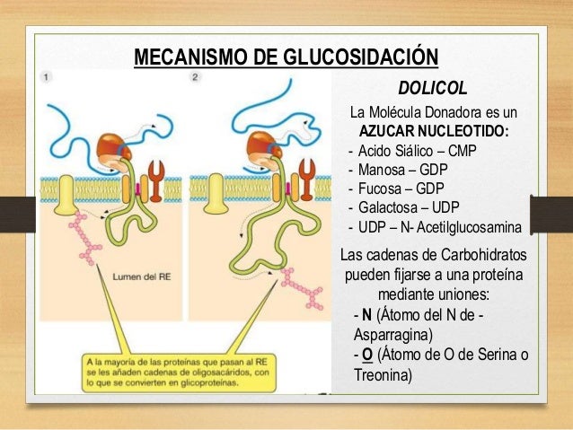 Reticulo Endoplasmatico