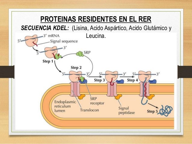 Reticulo Endoplasmatico