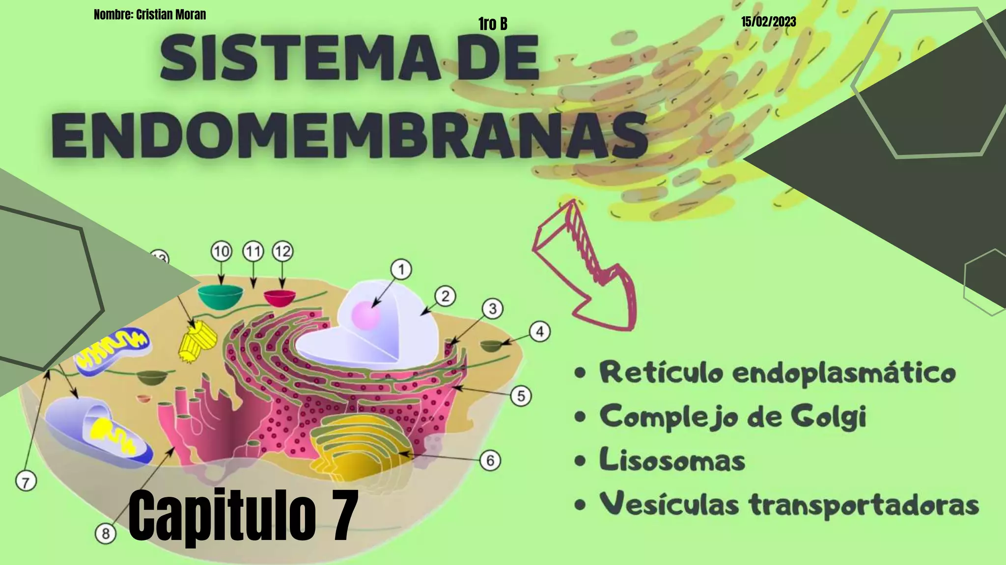 Sistema de endomembranas | PPTX