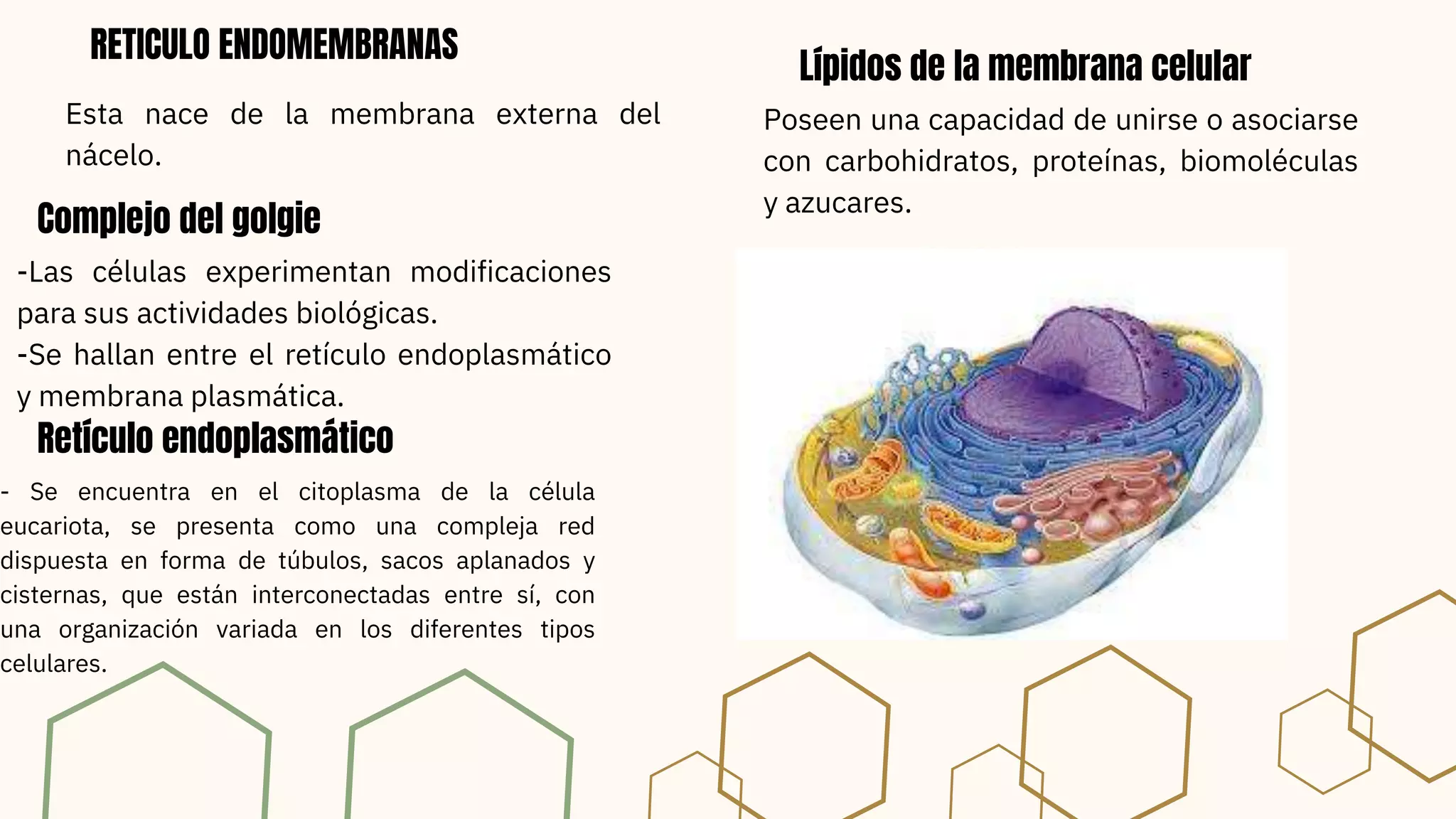 Sistema de endomembranas | PPT