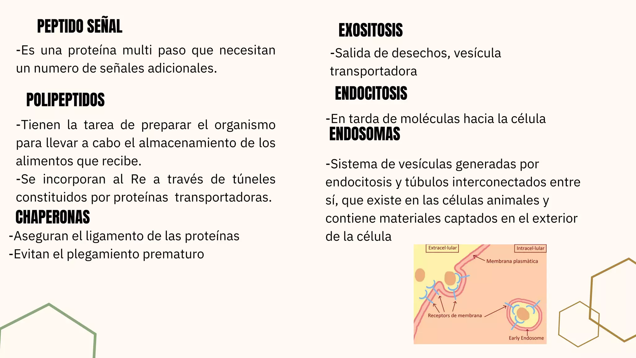 Sistema de endomembranas | PPT