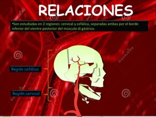 anatomía del cayado aortico y sus ramas | PPT