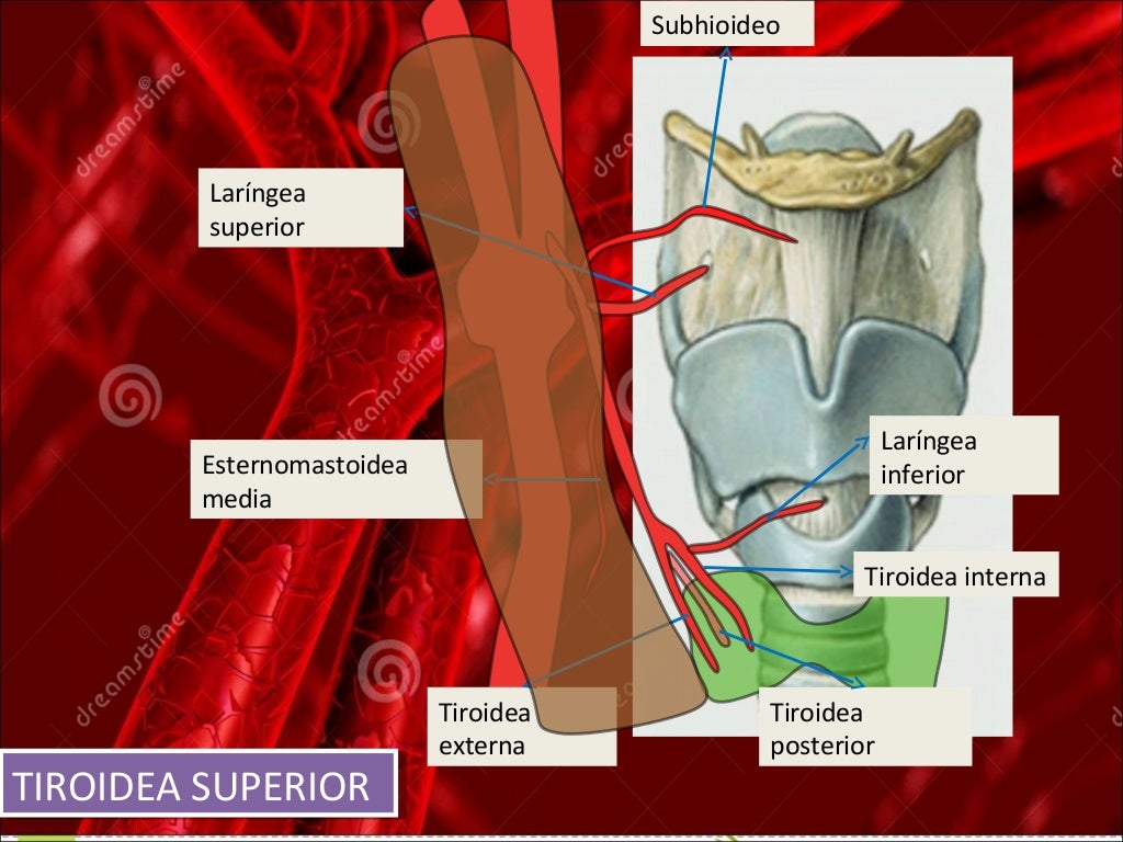 anatomía del cayado aortico y sus ramas