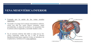 Sistema de la vena porta | PPTX