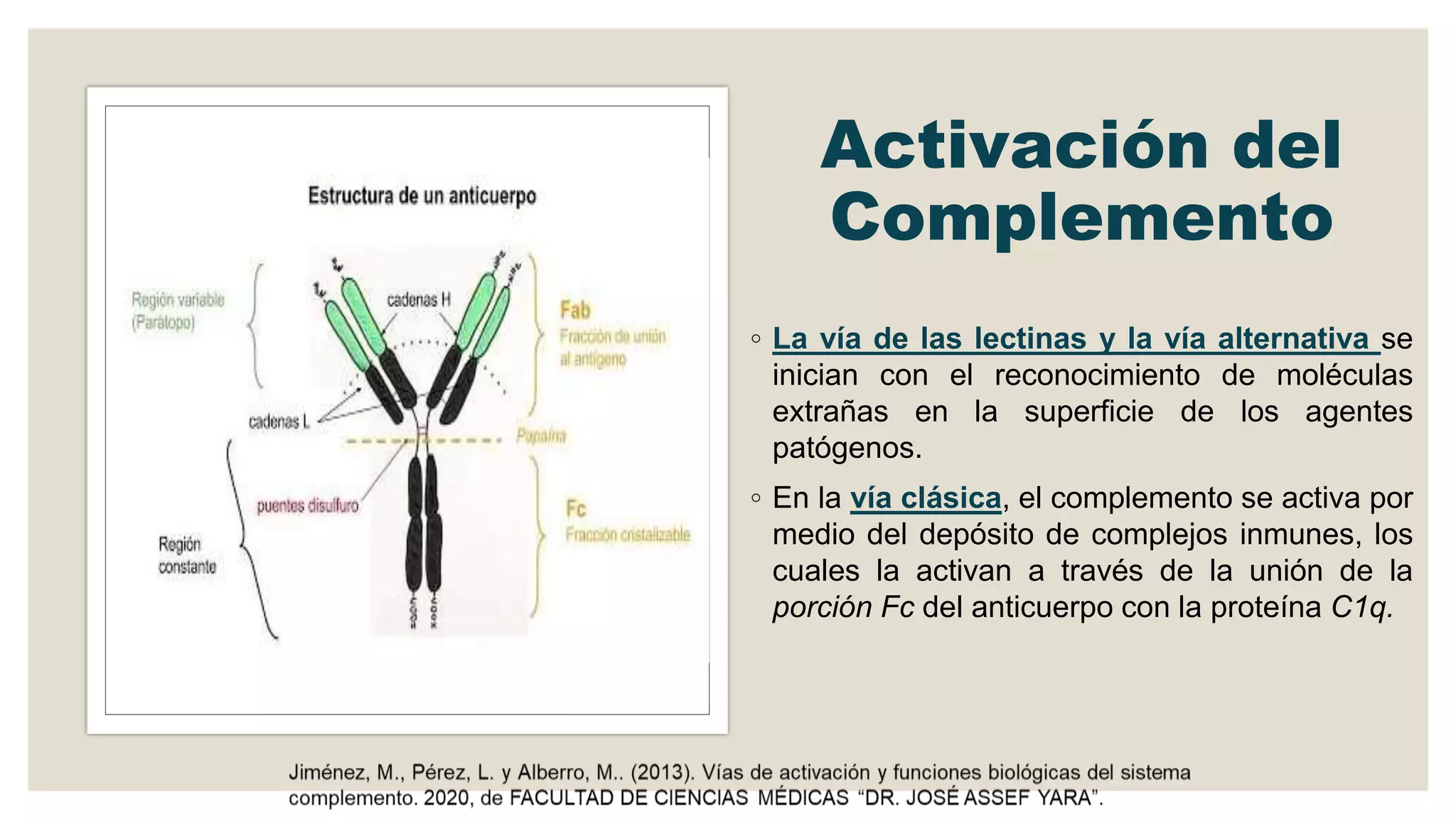 Sistema del complemento | PPT