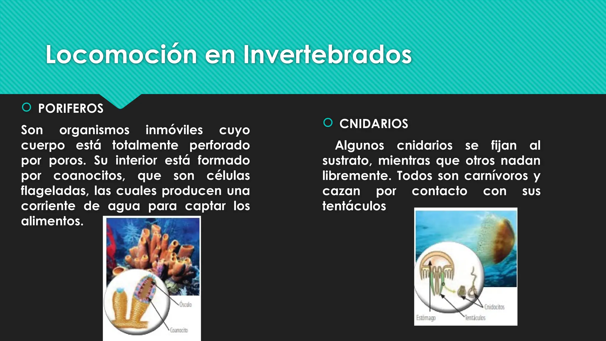 Sistema de Locomoción en el Reino Animal.pptx