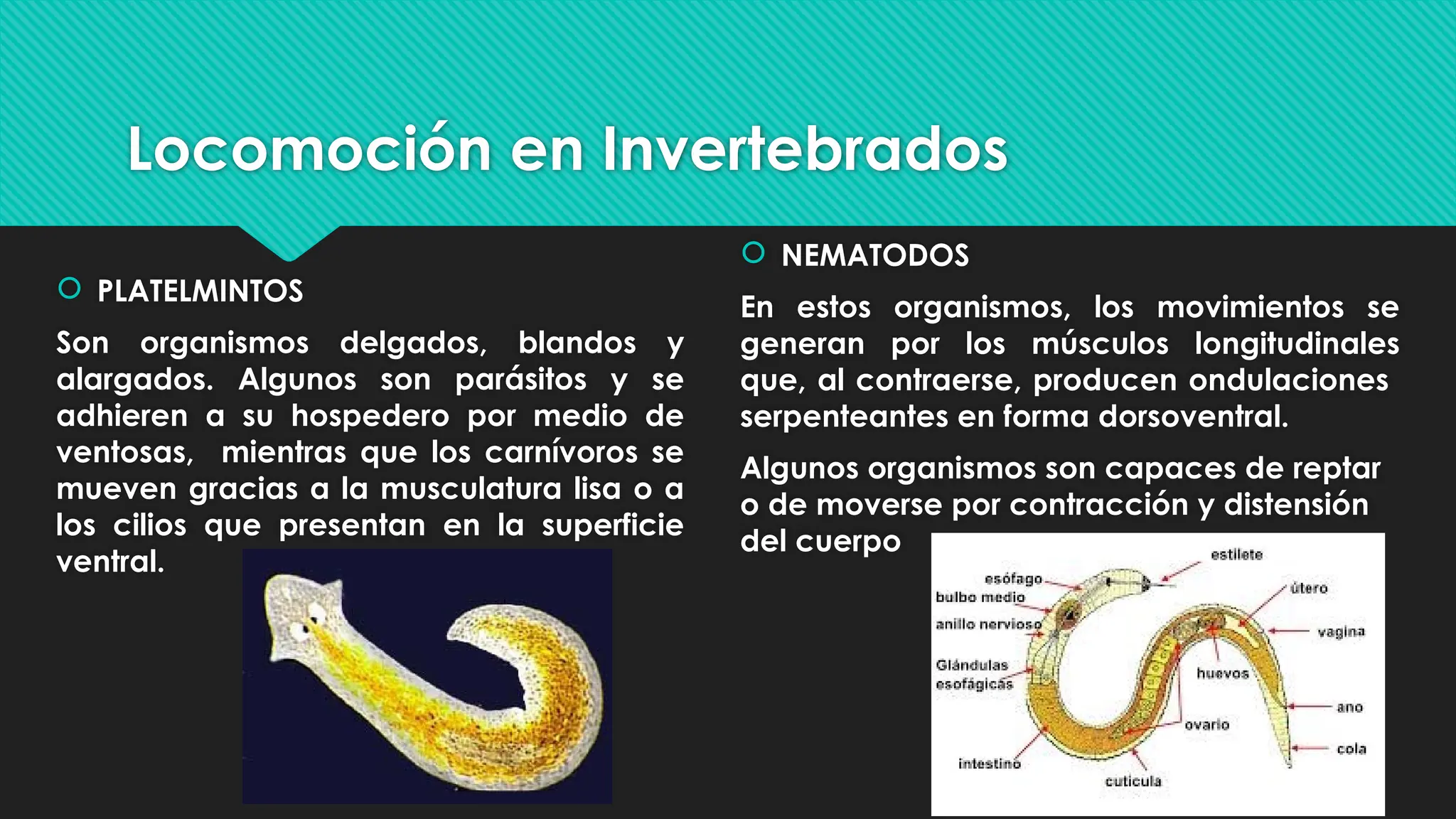 Sistema de Locomoción en el Reino Animal.pptx