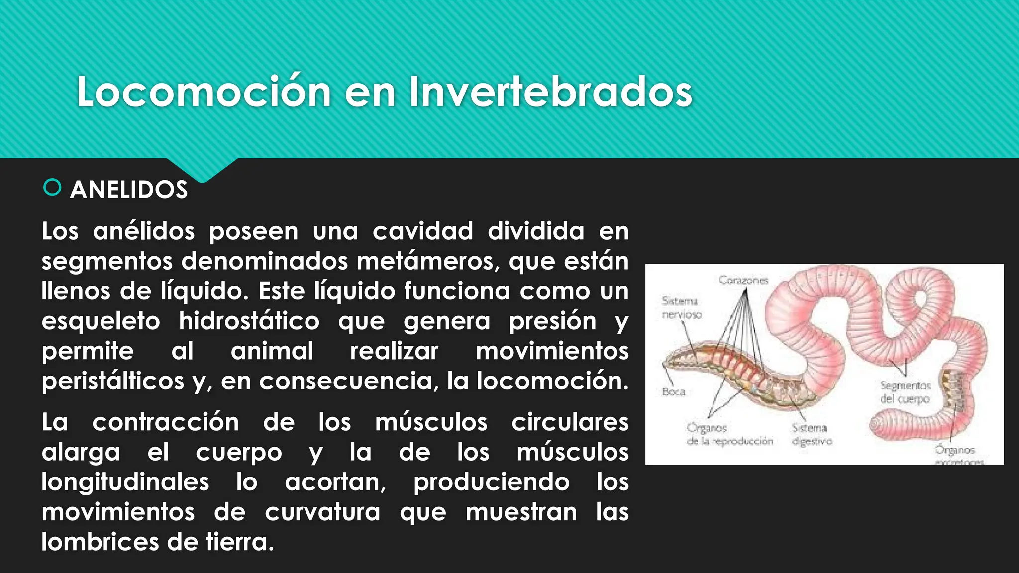 Sistema de Locomoción en el Reino Animal.pptx