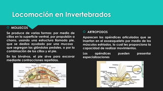 Sistema de Locomoción en el Reino Animal.pptx