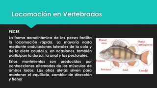 Sistema de Locomoción en el Reino Animal.pptx