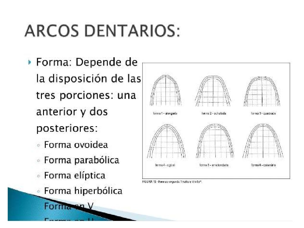 Sistema dentario odontologia
