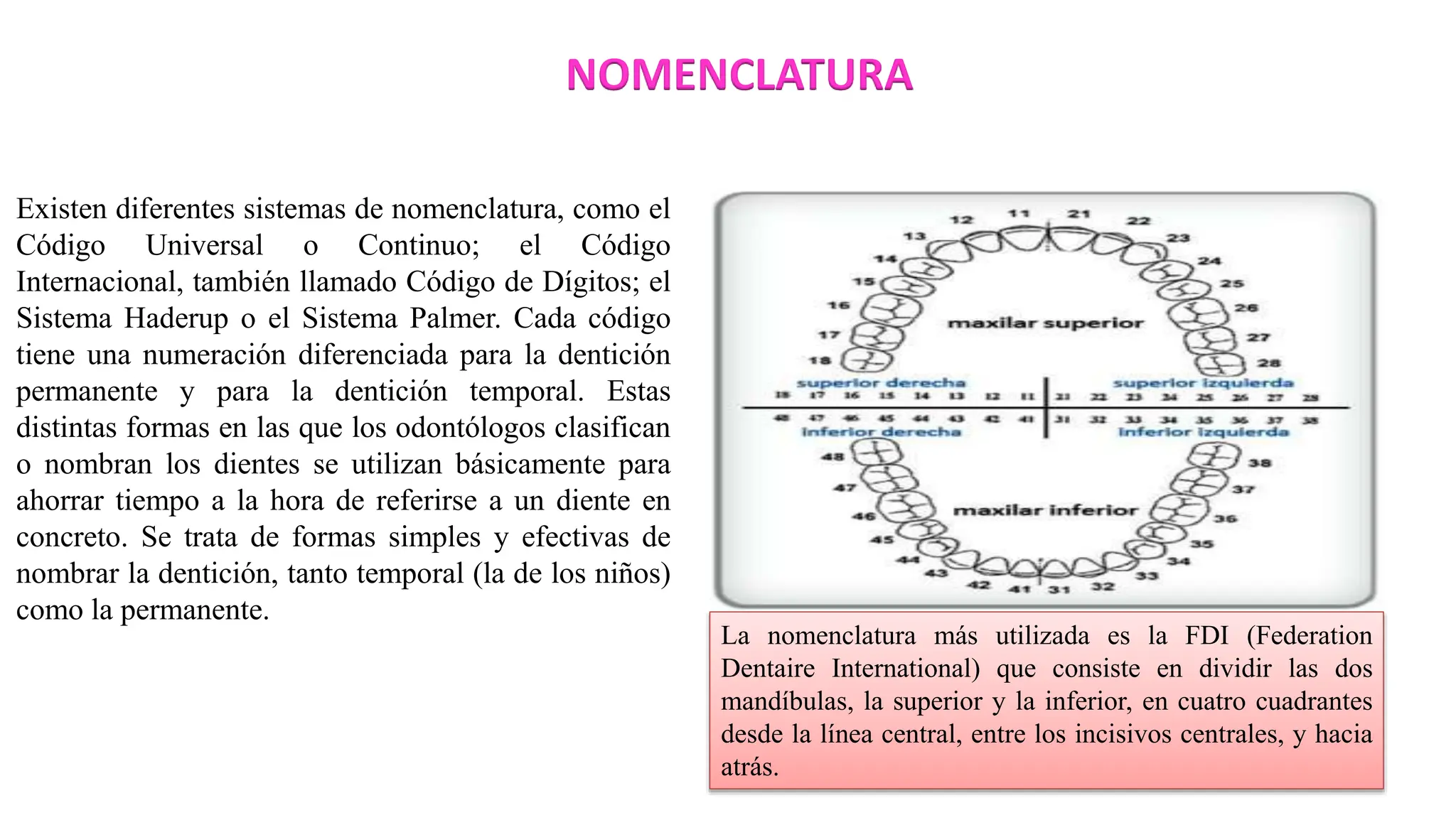SISTEMA DENTARIO ultimo.pptxclasevvvghhh | PPTX