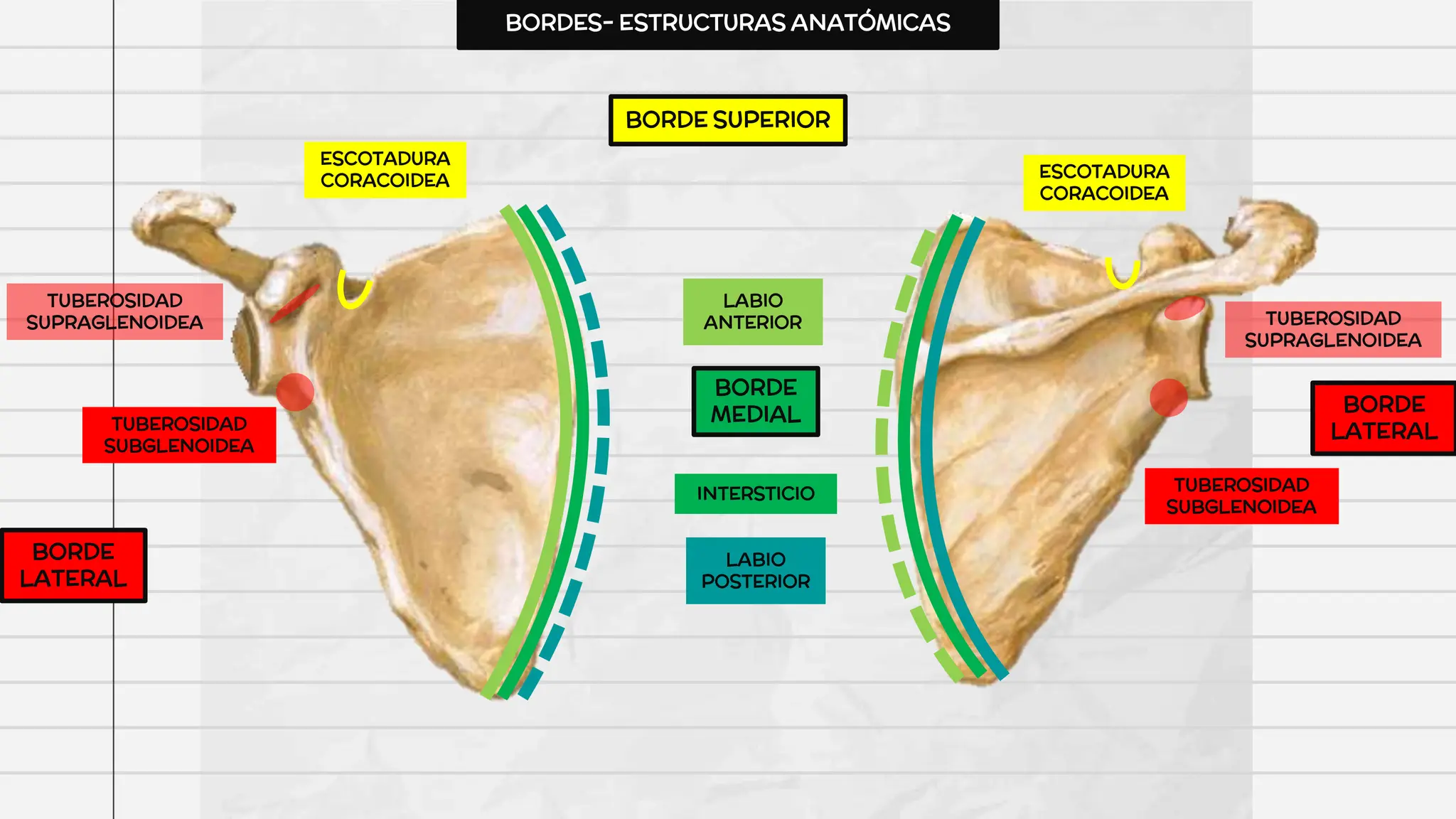 Sistema de referencia anatómica y huesos del MMSS.pptx