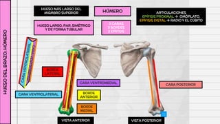 Sistema de referencia anatómica y huesos del MMSS.pptx