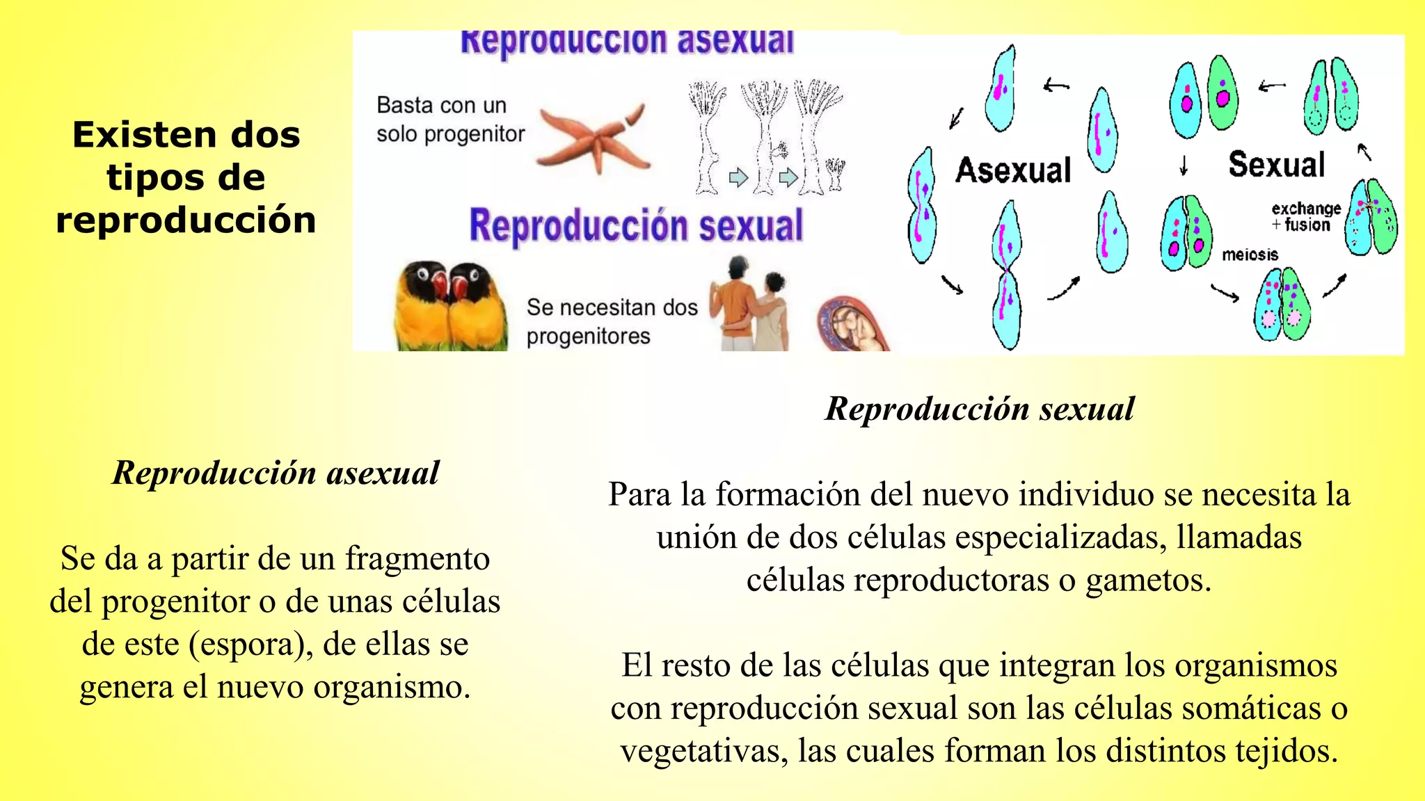 Sistema de reproducción en seres vivos | PPT