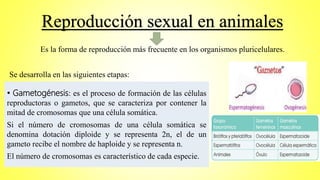 Sistema de reproducción en seres vivos | PPTX