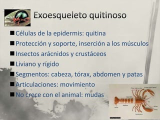 Sistema de soporte y locomocion en los seres | PPTX