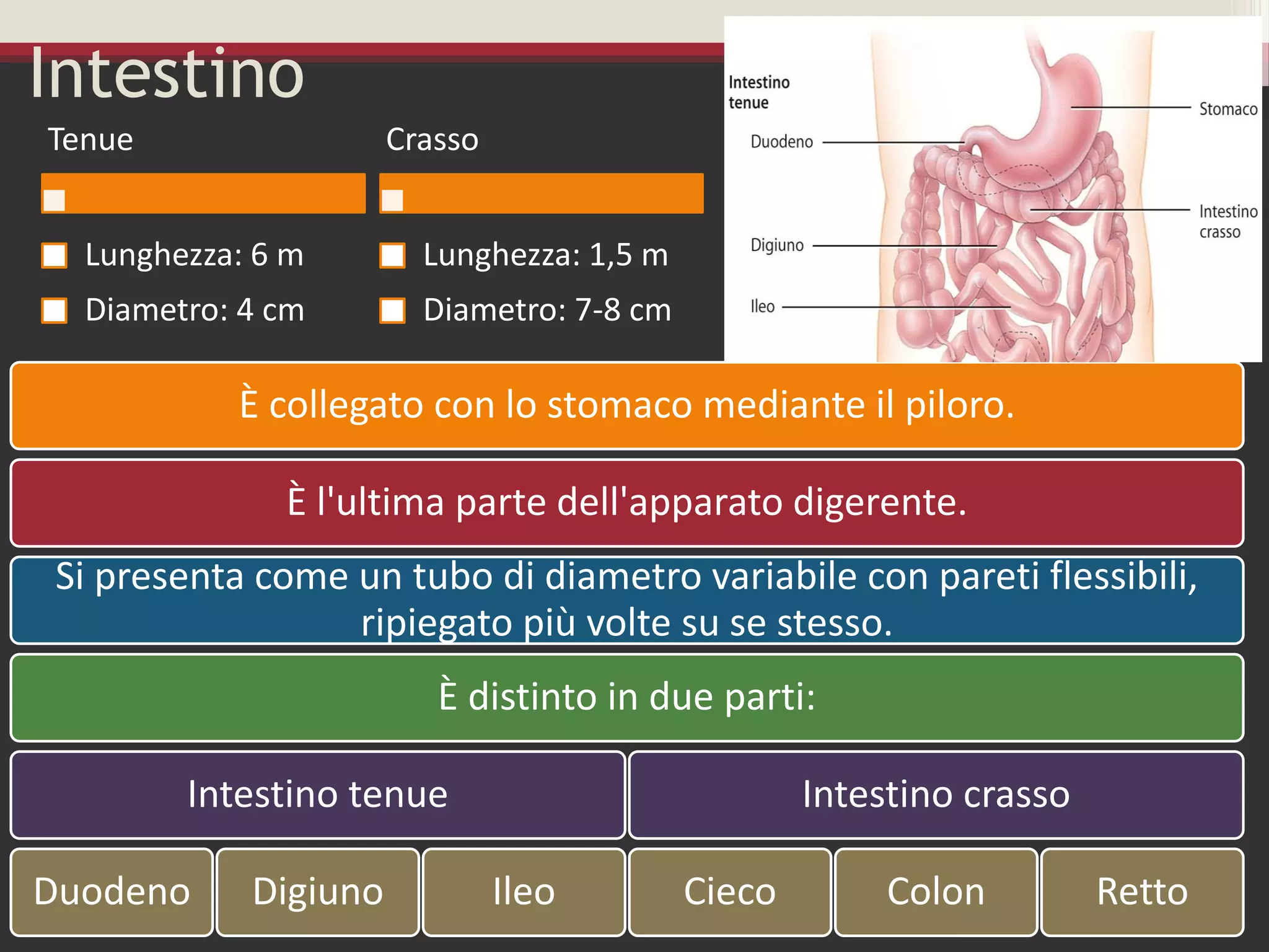 Sistema digerente | PDF