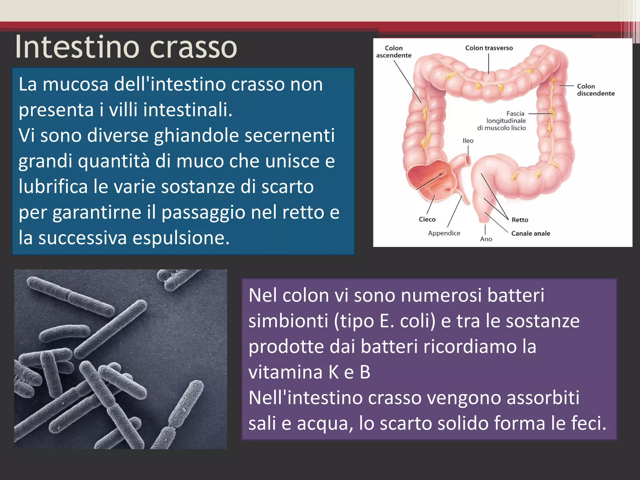 Sistema digerente | PDF