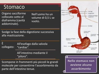 Sistema digerente | PDF