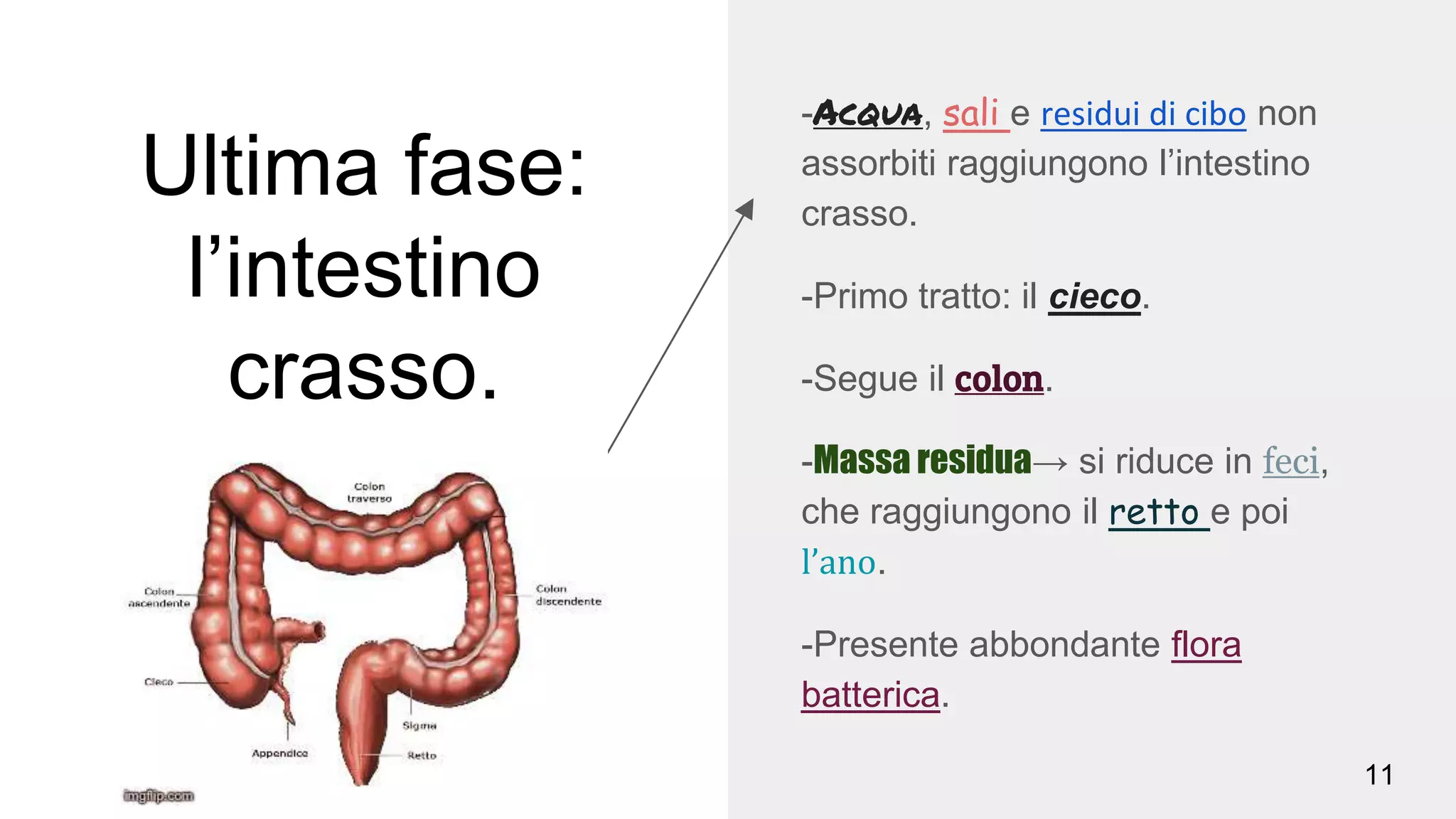 Sistema digerente ambrosi marcelletti | PPTX