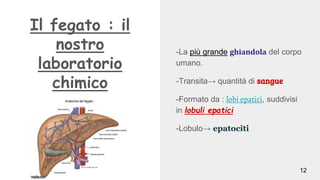Sistema digerente ambrosi marcelletti | PPTX