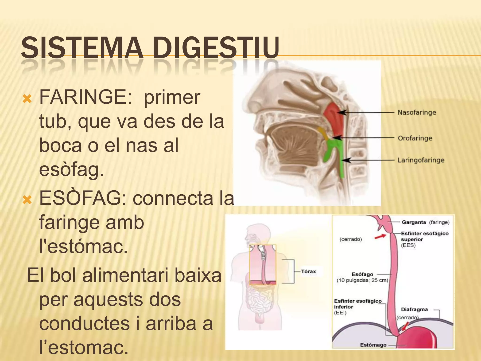 Sistema digestiu p.p. baf ii | PPTX