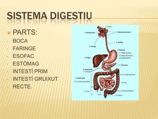 Sistema digestiu p.p. baf ii | PPTX
