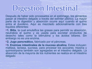 Sistema Digestivo | PPT