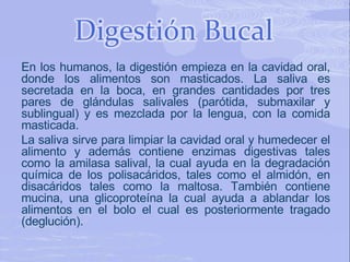 Sistema Digestivo | PPT