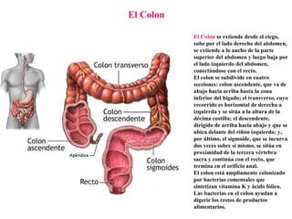 Sistema Digestivo | PPT
