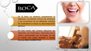 sistema digestivoEn este tramo del sistema digestivo los alimentos son ...
