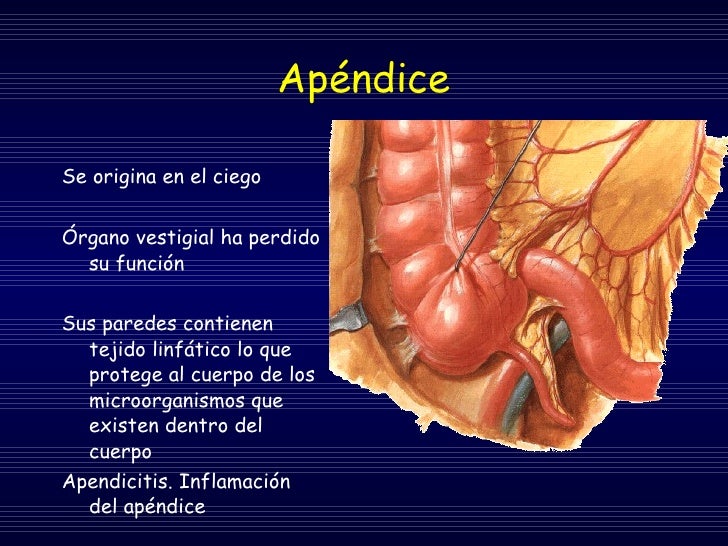 Funciones del apéndice conoce las funciones del órgano según expertos ...