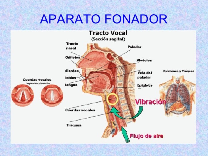 El aparato fonador - Imagui