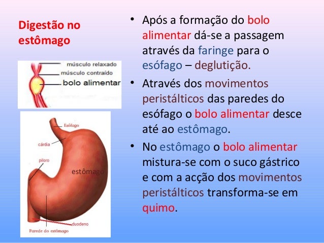 Sistema digestivo