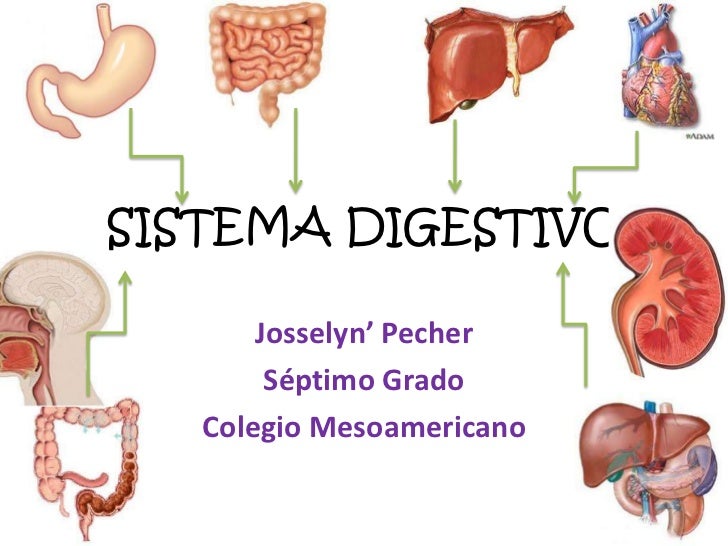 Las Partes Del Aparato Digestivo Esquema Del Aparato Digestivo Con