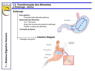 Sistema digestivo | PPTX