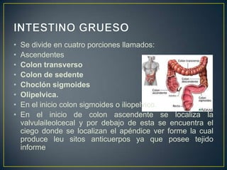 Sistema digestivo | PPTX